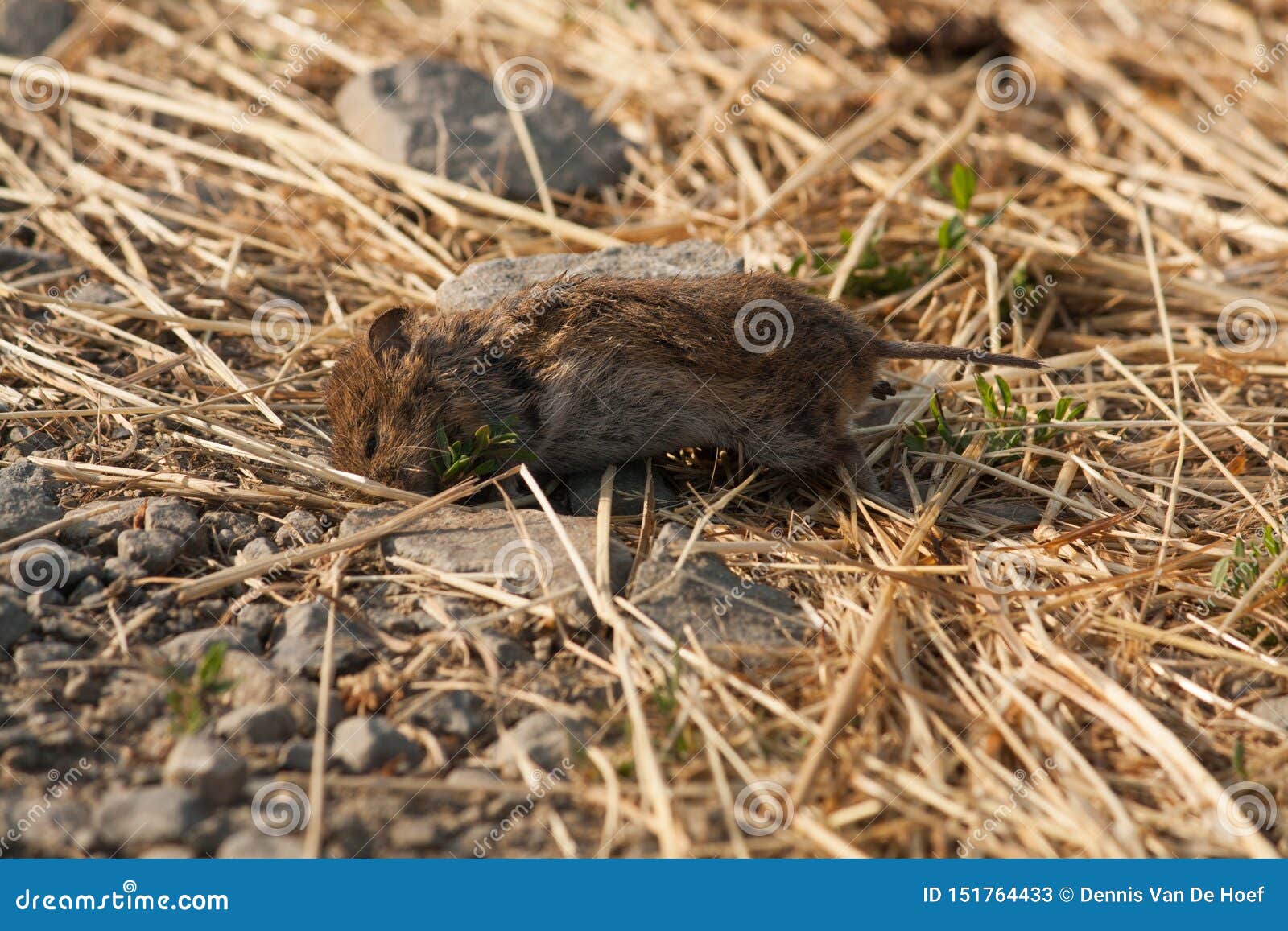 Dead mouse stock image. Image of nature, outdoors, small - 151764433