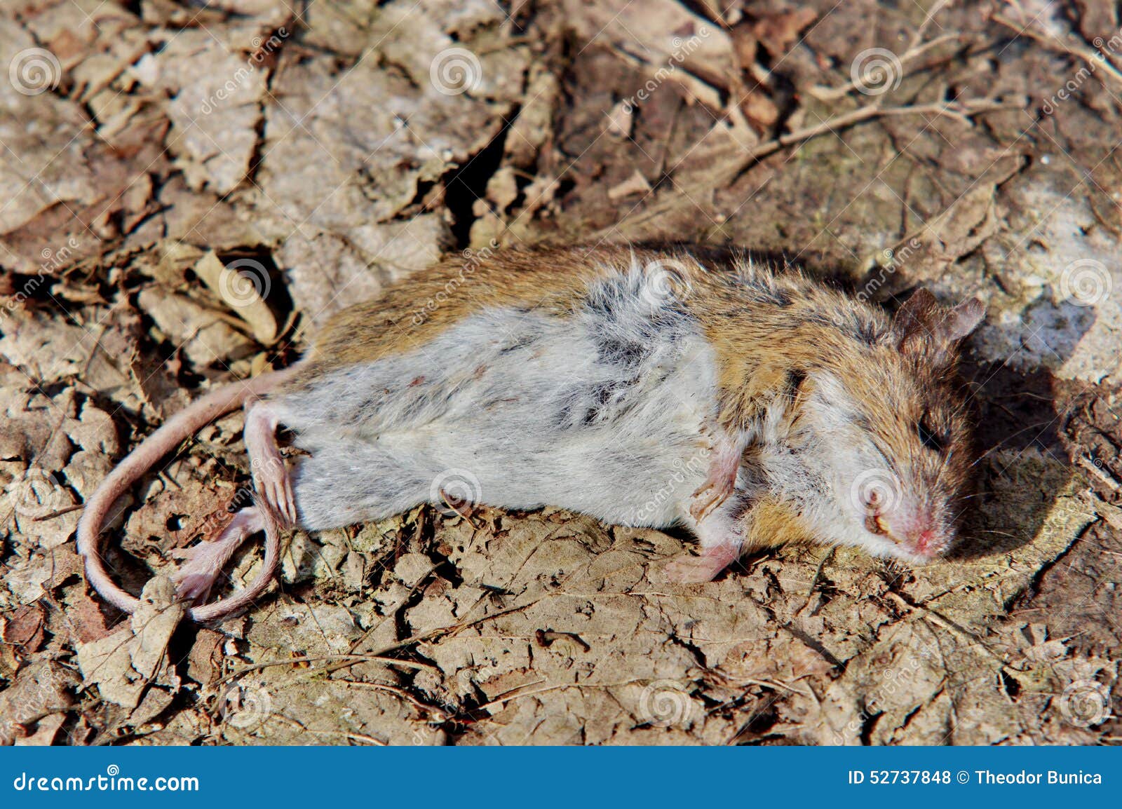 In the forest. Dead mouse stock photo. Image of eyes - 52737848