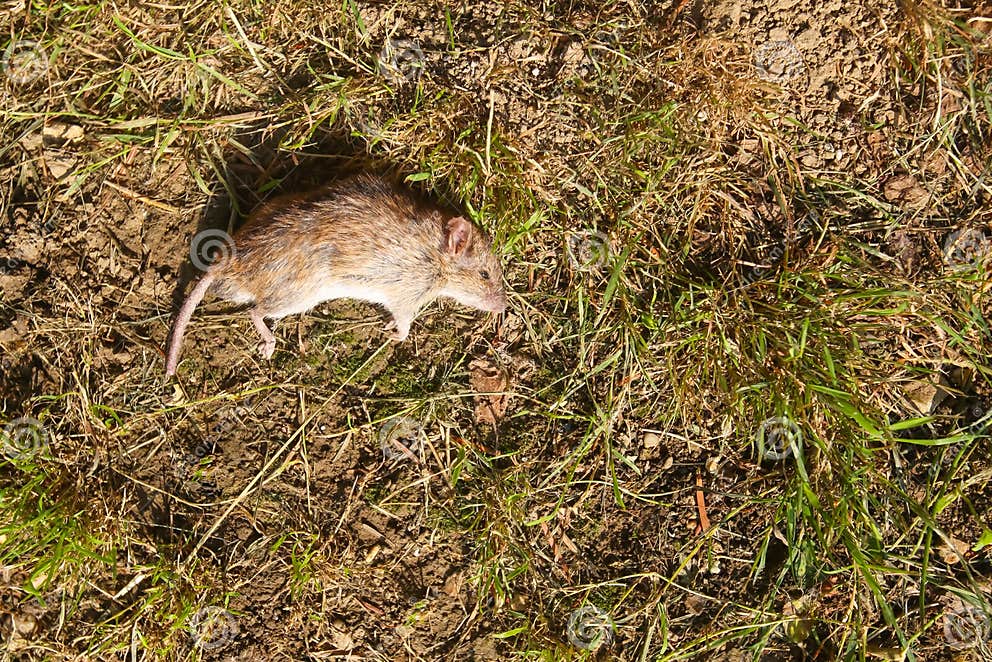 Dead mouse on ground stock photo. Image of dead, birds - 105243292