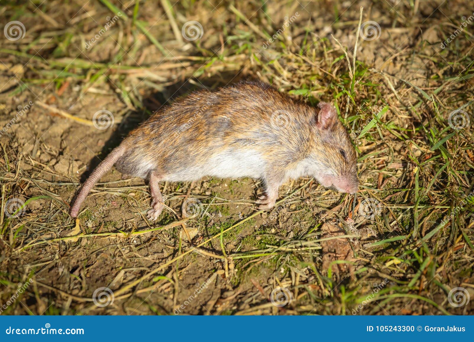 Dead mouse on ground stock photo. Image of wildlife - 105243300