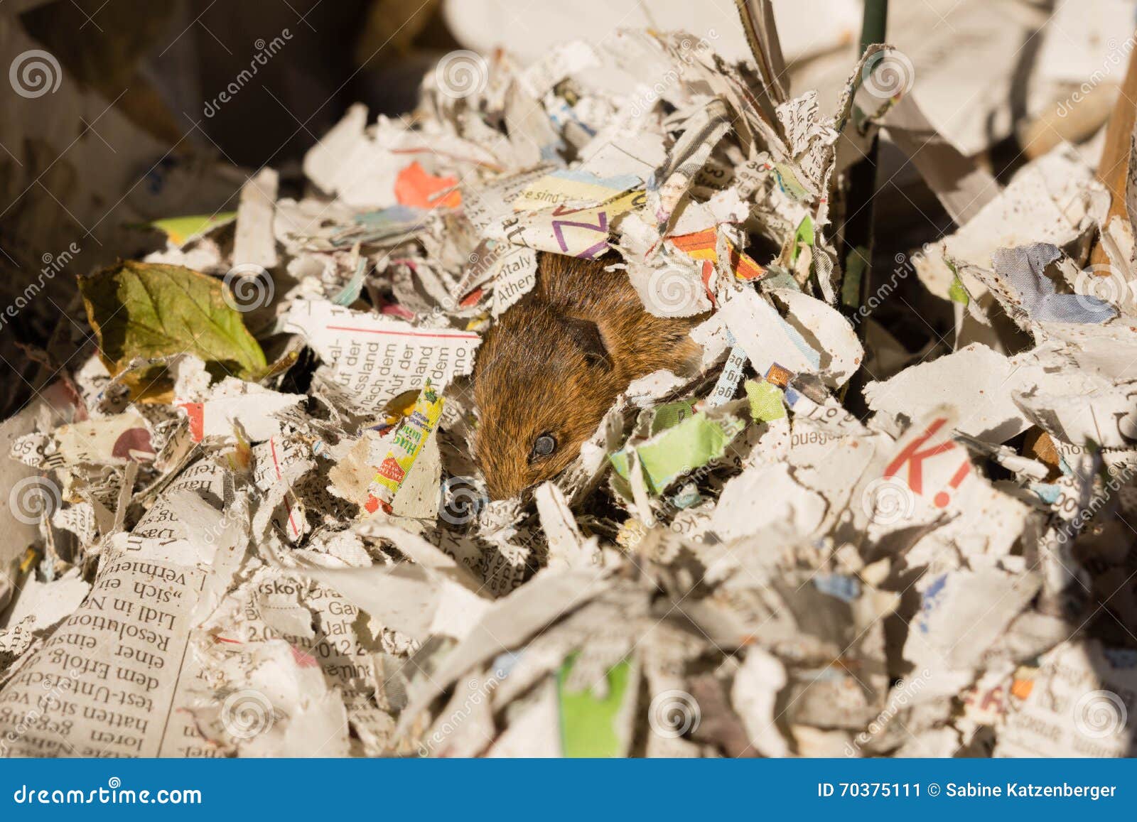 Dead Mouse after Hibernation Stock Image - Image of field, death: 70375111