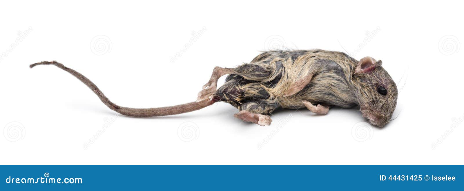 Dead mouse stock image. Image of animal, rodent, mammal - 44431425