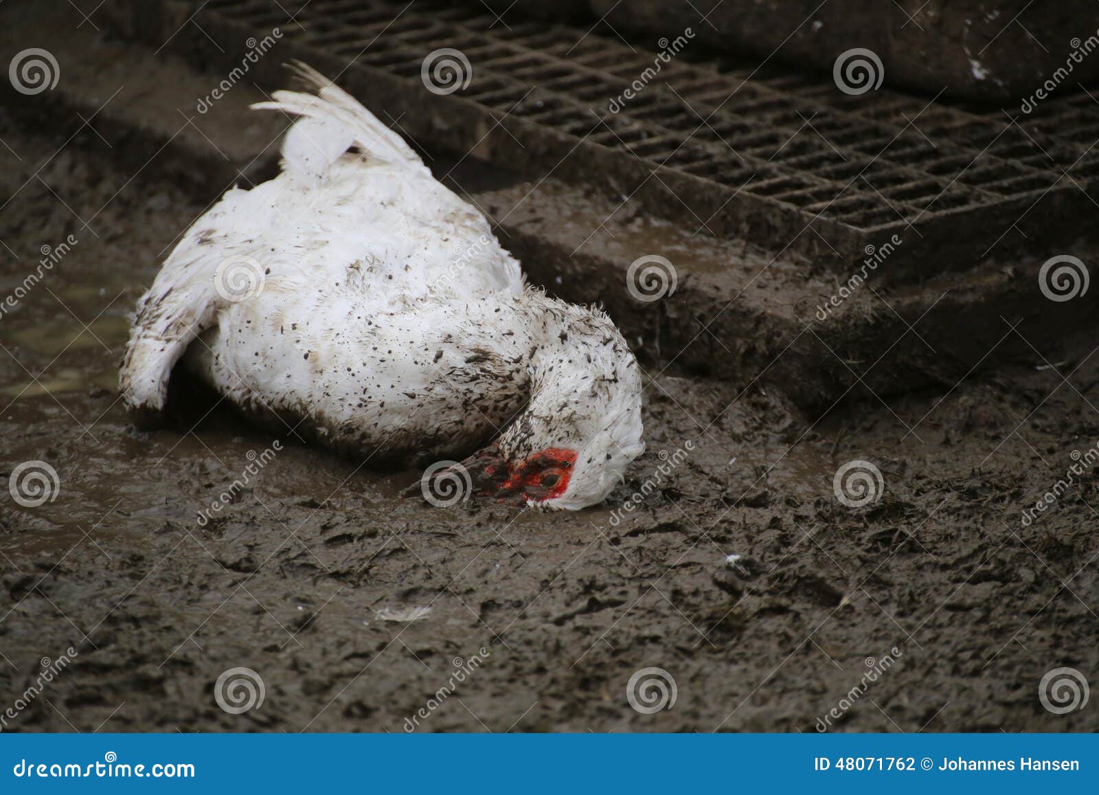 Dead Muscovy Duck stock photo. Image of animal, greasy - 48071762