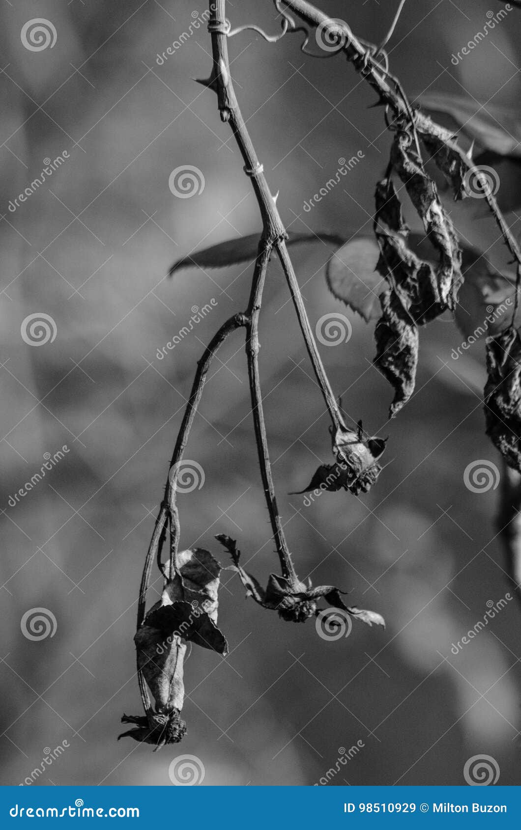 Dead nature stock image. Image of life, detailed, landscape - 98510929