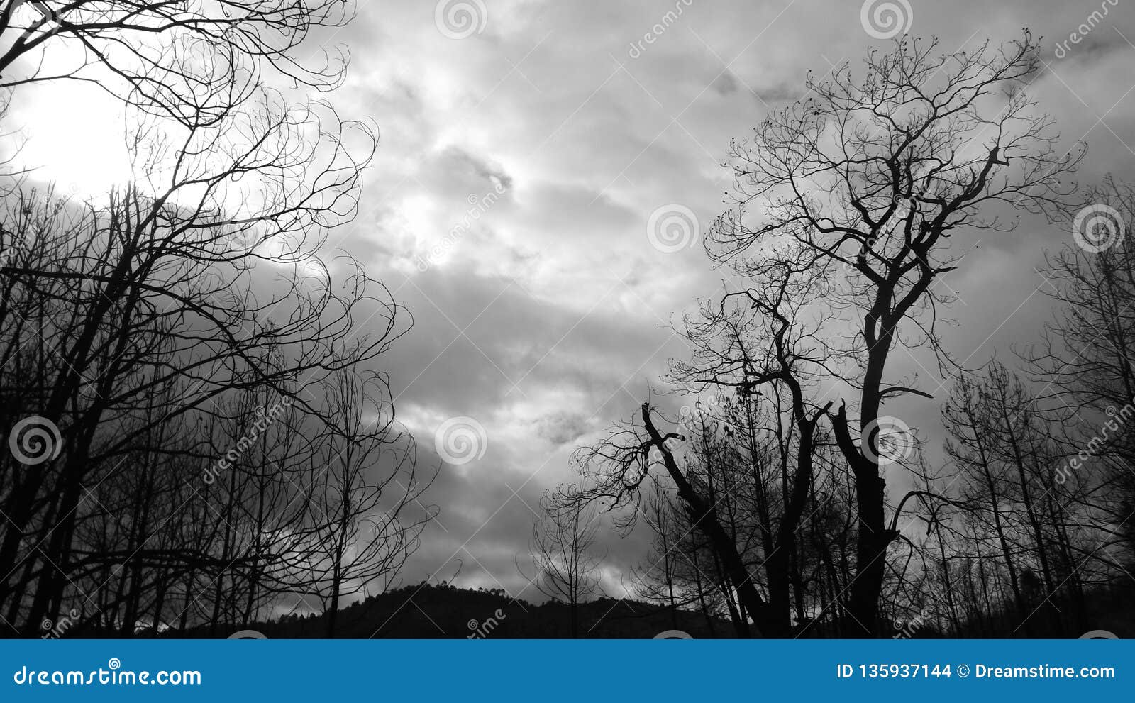 The dead nature stock photo. Image of dead, fire, tree - 135937144