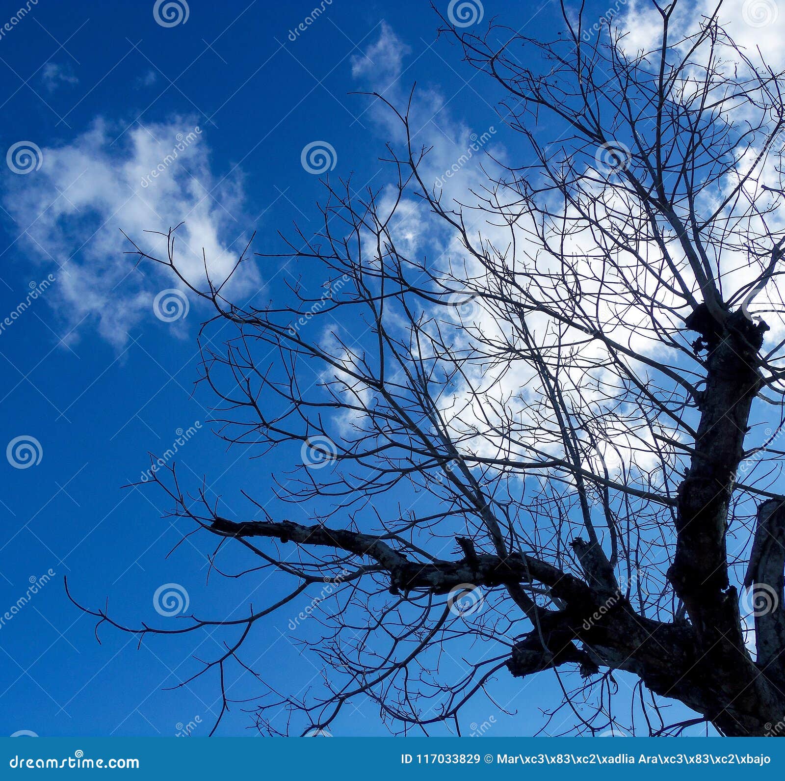 Dead Nature stock image. Image of dead, nature, clouds - 117033829