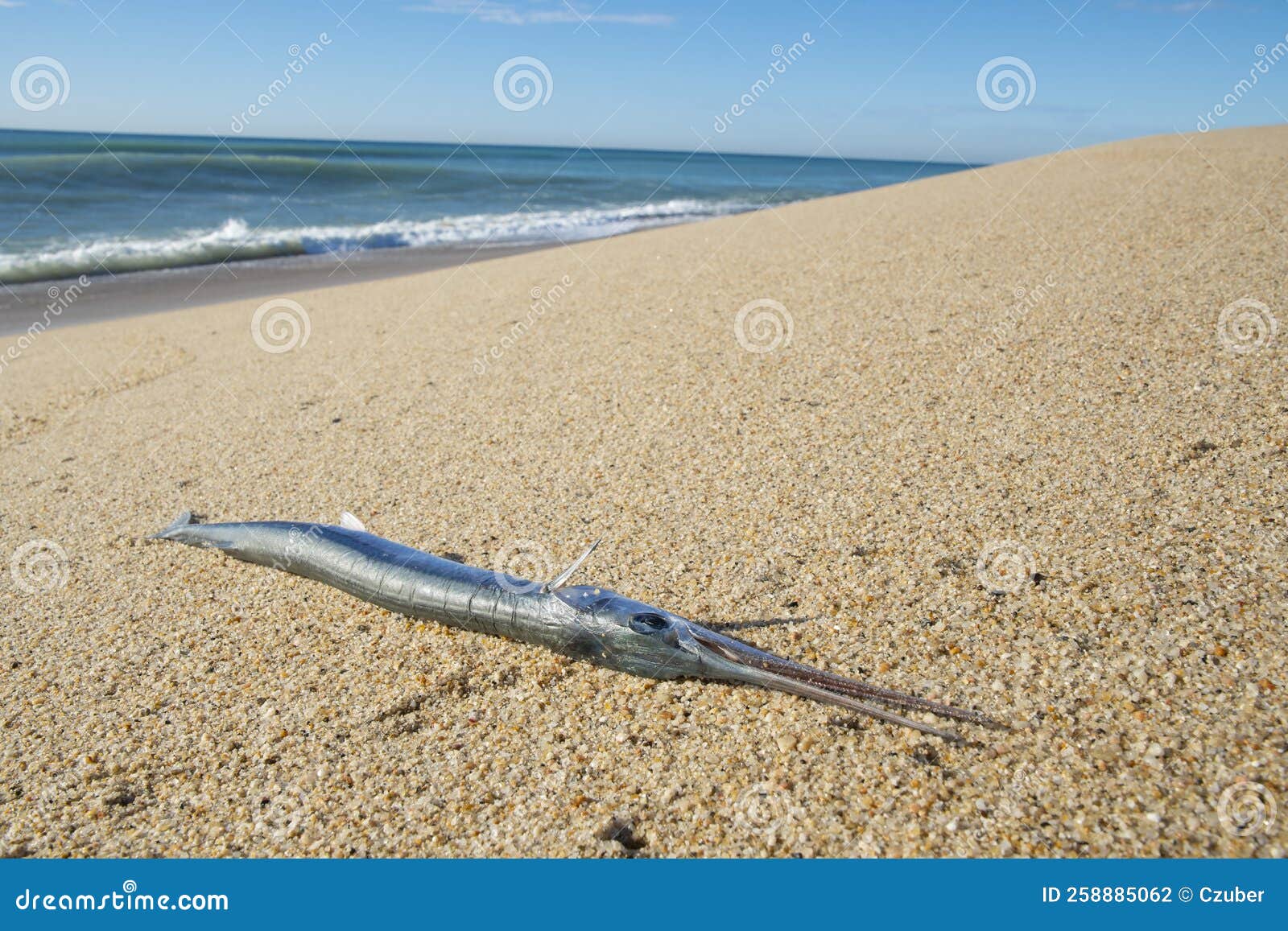 Dead Needlefish Washed Up on Beach Stock Photo - Image of dead, water ...
