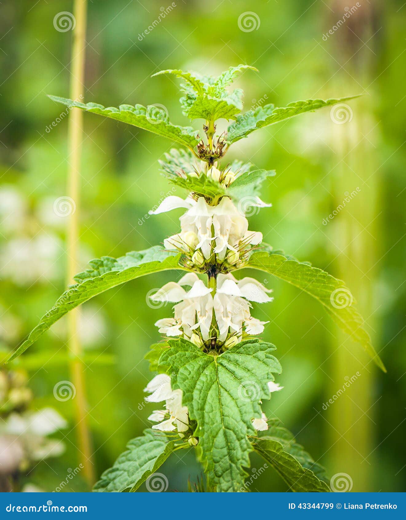 Dead nettle stock image. Image of flower, green, flora - 43344799