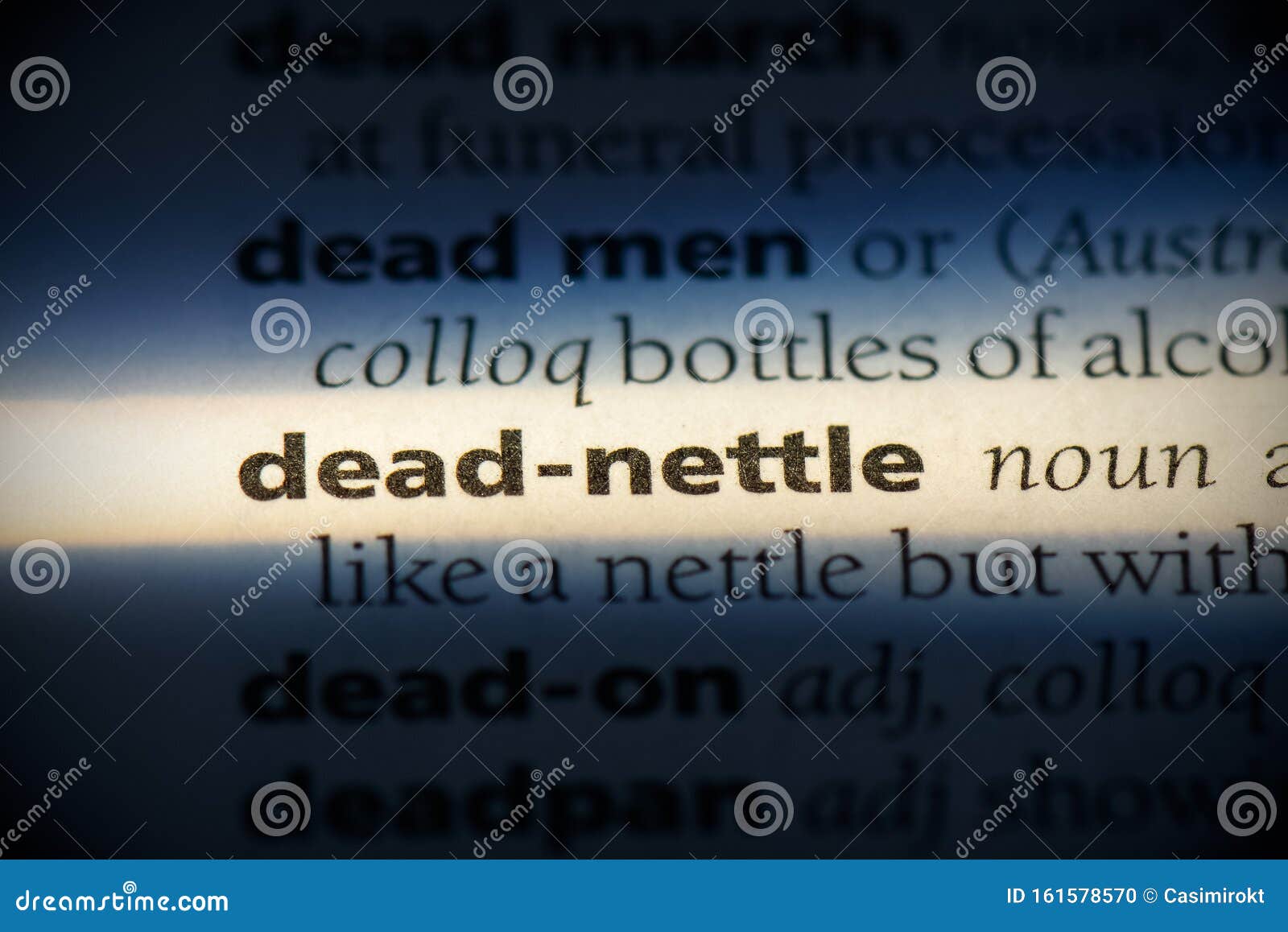 Dead-nettle stock photo. Image of definition, dead, learn - 161578570