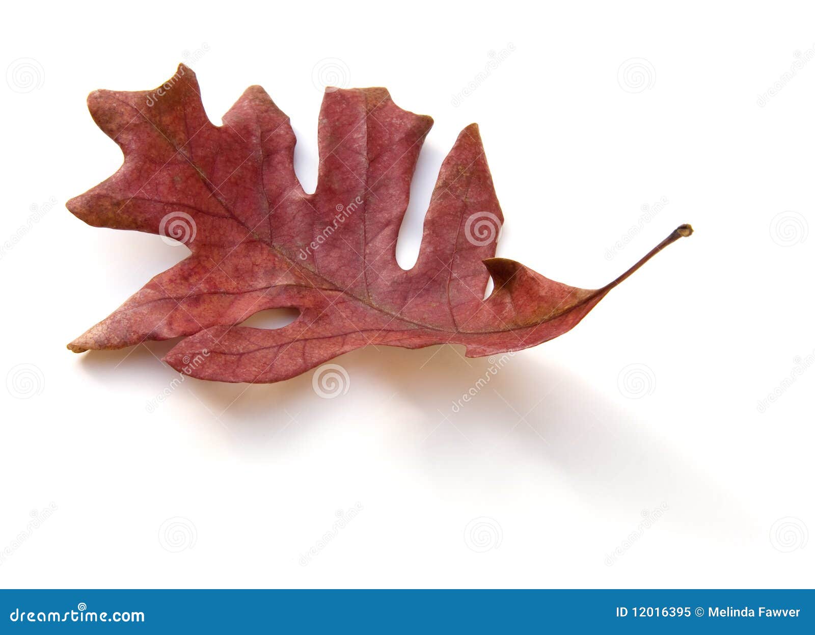 Dead Oak Leaf Isolated stock image. Image of aged, background - 12016395