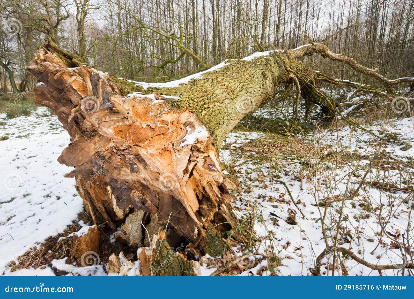 Dead oak tree stock photo. Image of rural, snow, forest - 29185716