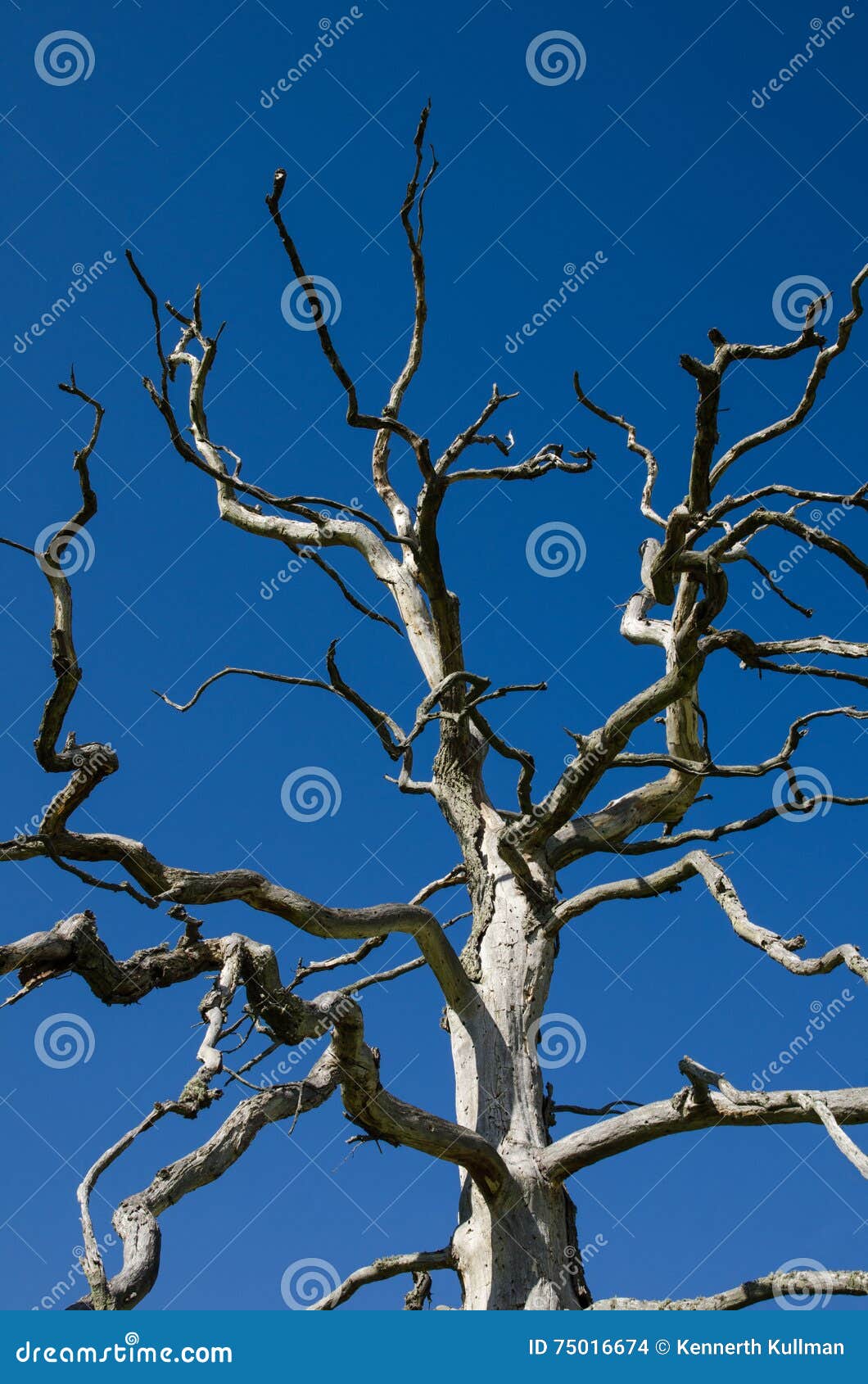 Dead oak tree stock photo. Image of aged, branches, tree - 75016674
