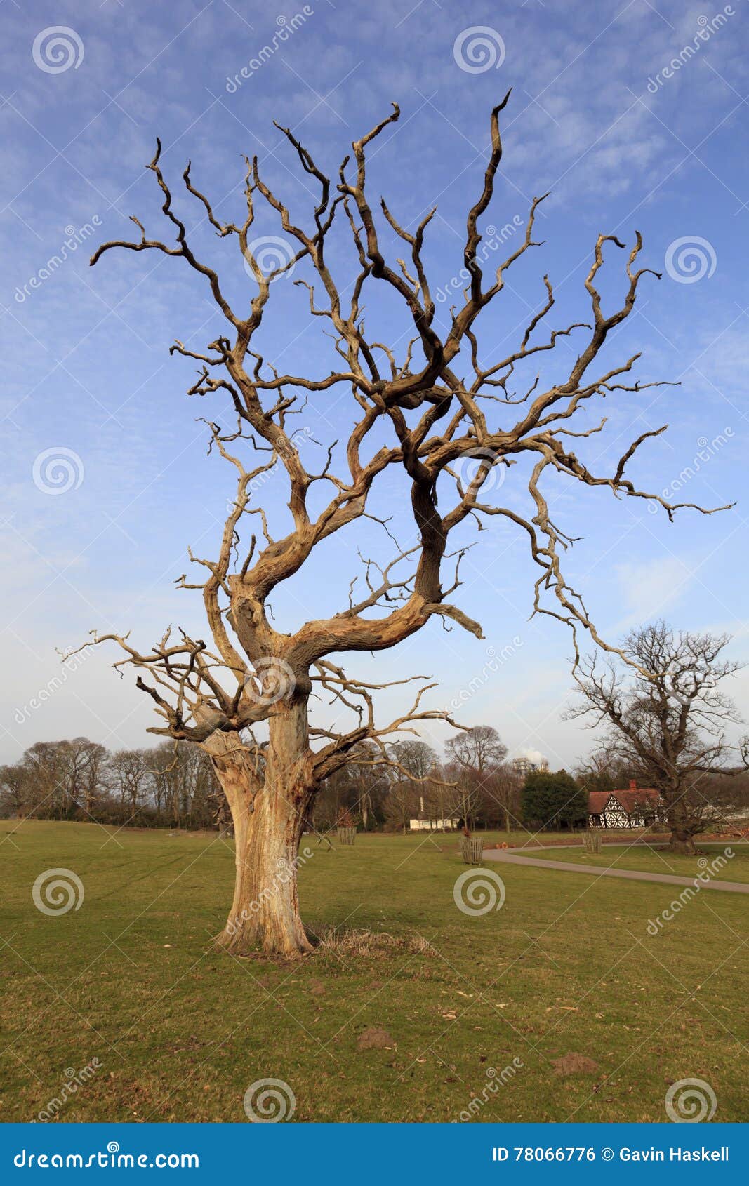 Dead Oak Tree stock photo. Image of wood, branches, ancient - 78066776