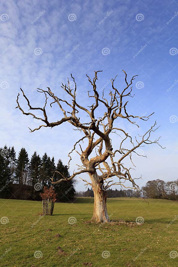Dead Oak Tree stock image. Image of chirk, clouds, decaying - 78066789