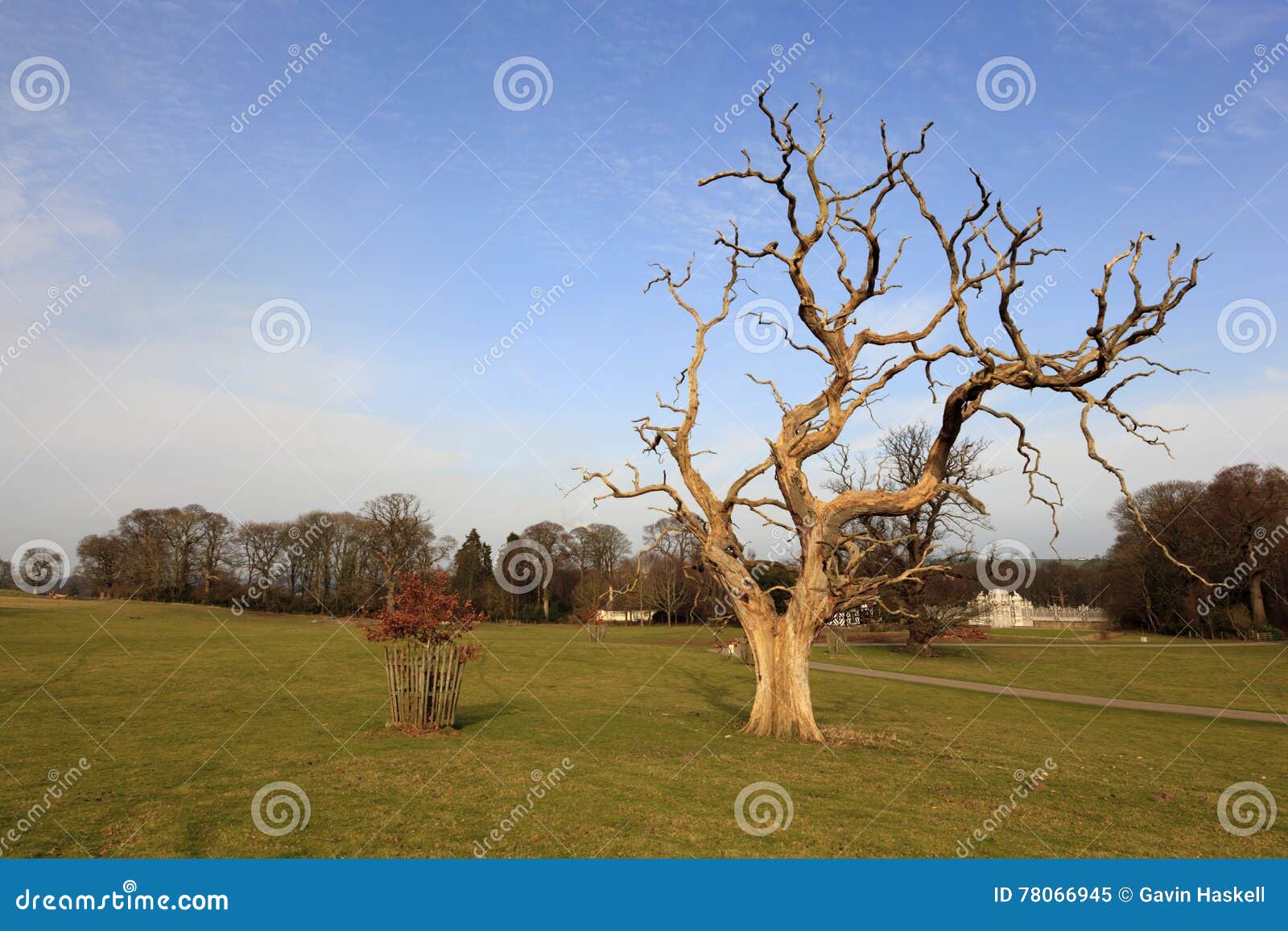 Dead Oak Tree stock image. Image of trees, dead, decay - 78066945