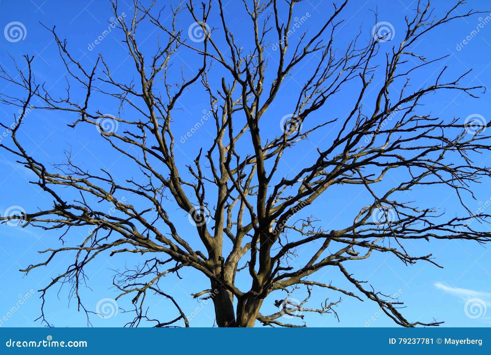 Dead oak tree stock image. Image of nature, fall, wood - 79237781