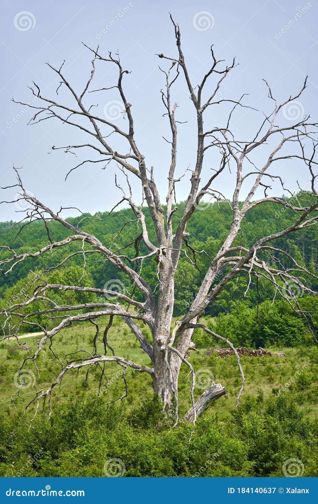 Dead Oak Tree by the Forest Stock Image - Image of park, rural: 184140637