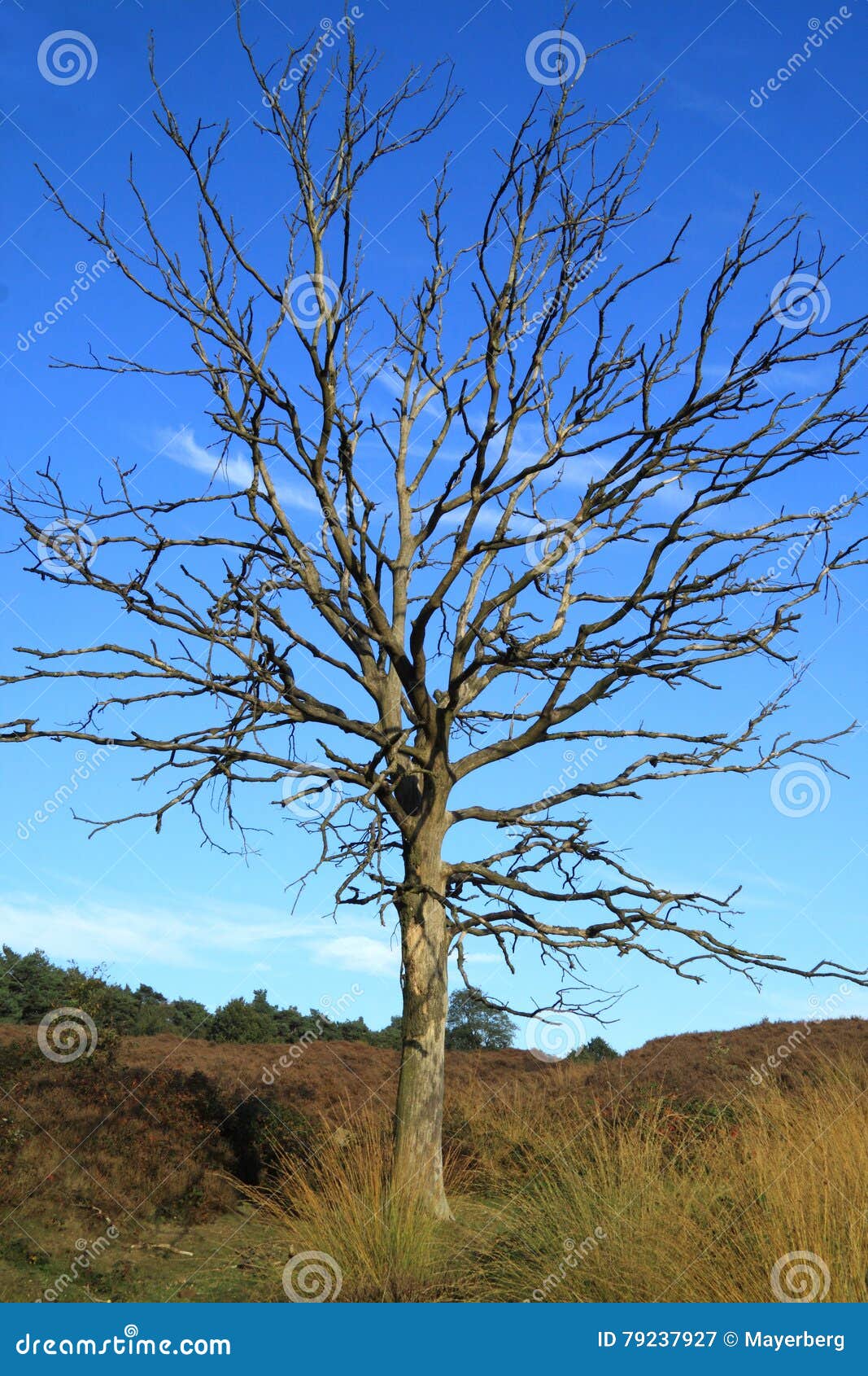 Dead Oak Tree between the Heather Stock Image - Image of organic, water ...