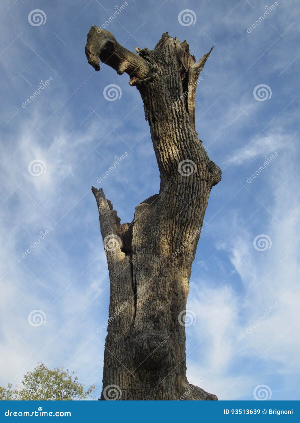 Dead Oak Tree stock image. Image of deadoak, tree, spooky - 93513639