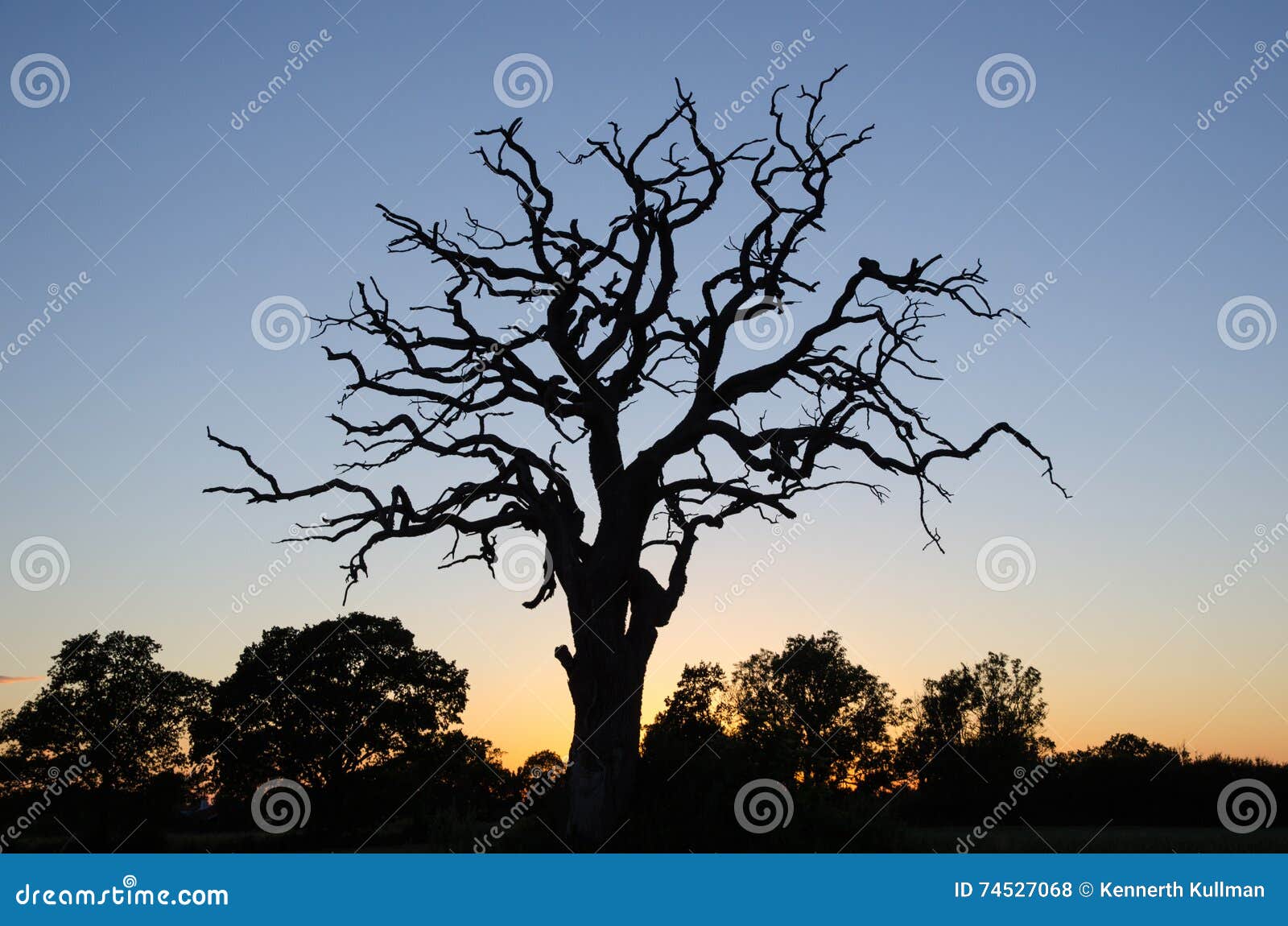 Dead oak tree by twilight stock photo. Image of landscape - 74527068