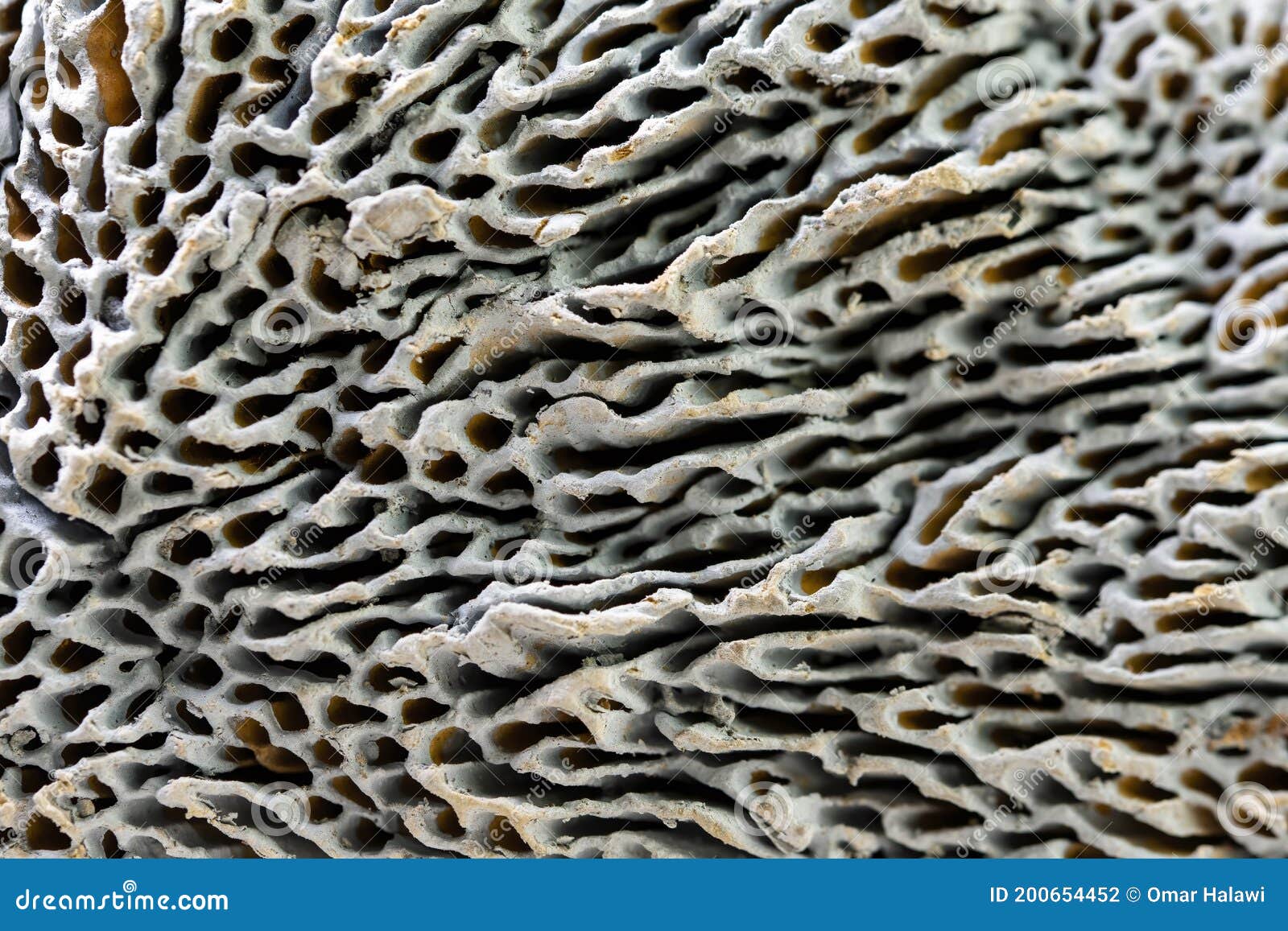 Dead Ocean Sponge Macro Photography Lines of the Skeleton Stock Photo ...