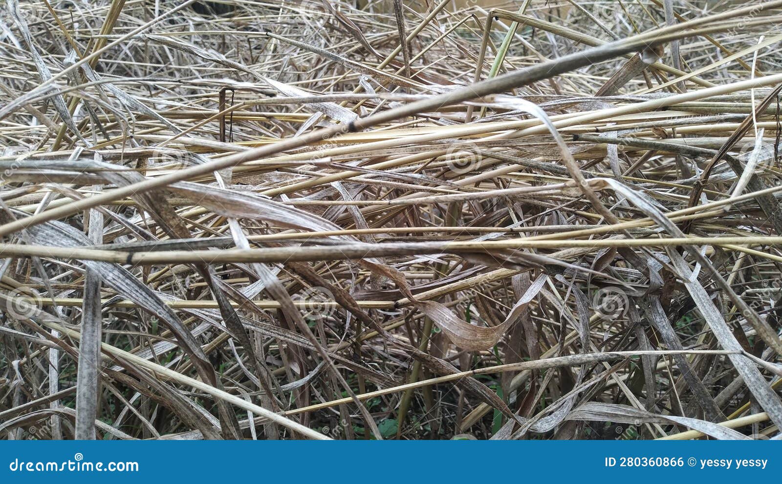 Dead old grass at field stock photo. Image of dead, field - 280360866