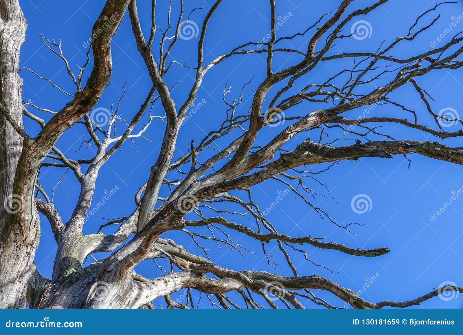 Dead Old Oak Tree without Leaves. Stock Image - Image of mountain ...