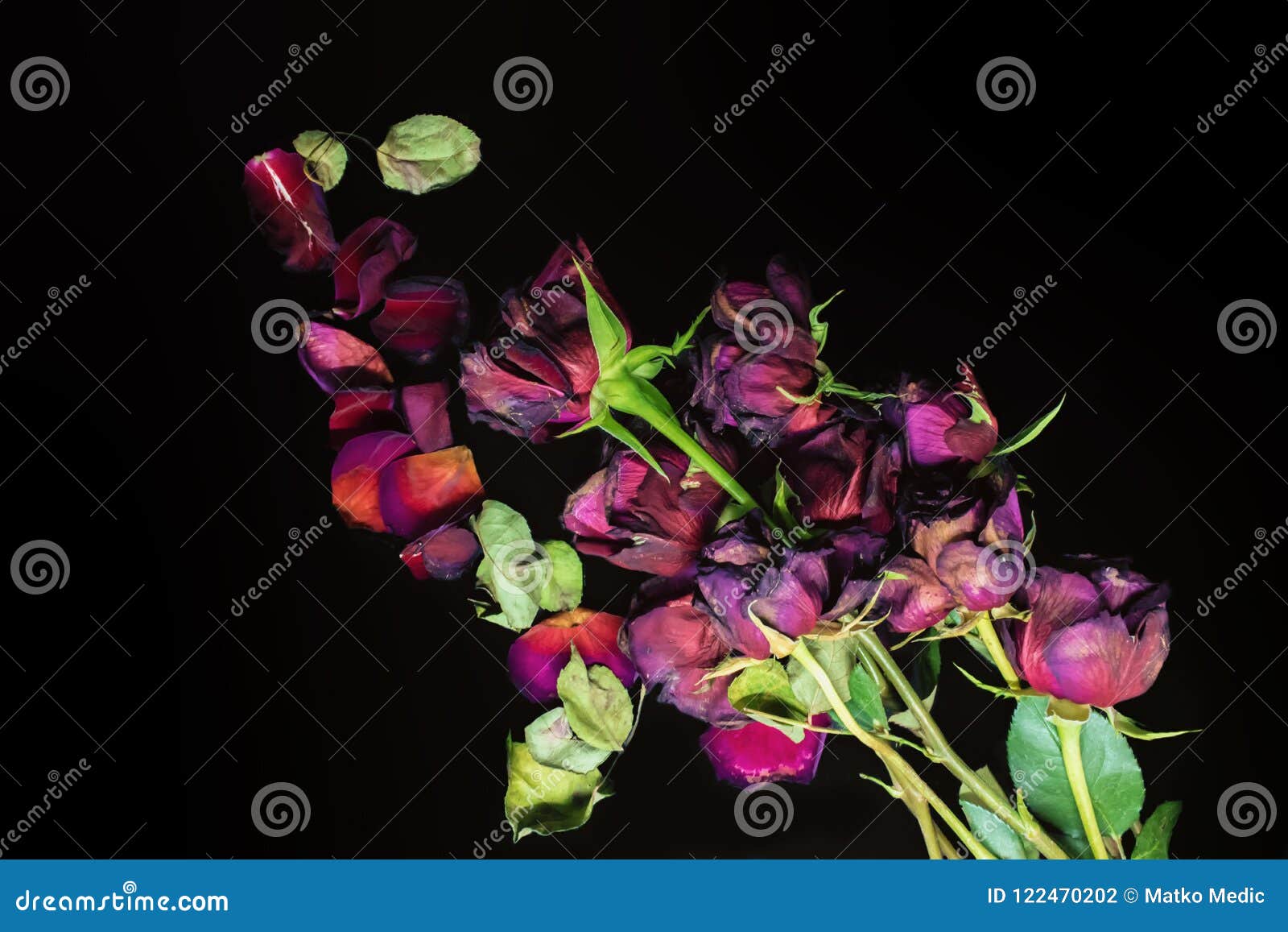 3,306 Sad Roses Stock Photos - Free & Royalty-Free Stock Photos from ...