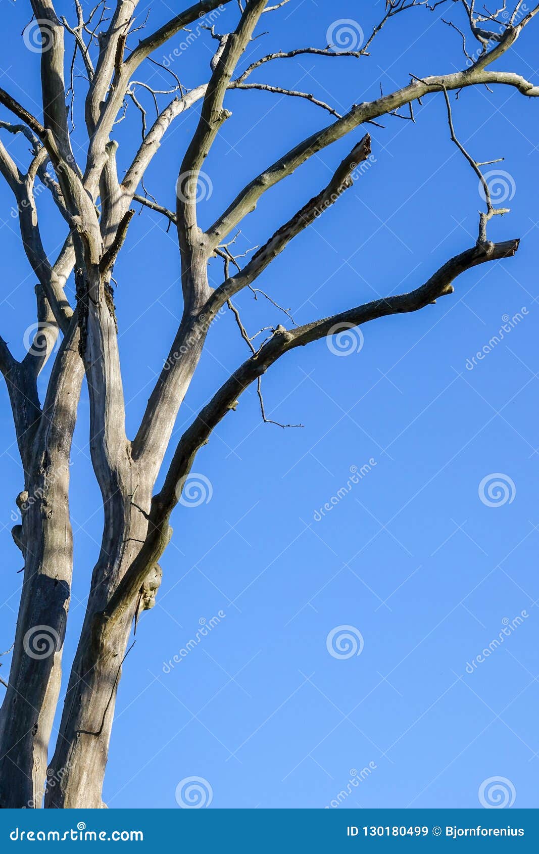 Dead Old Tree without Leaves. Stock Image - Image of trees, background ...