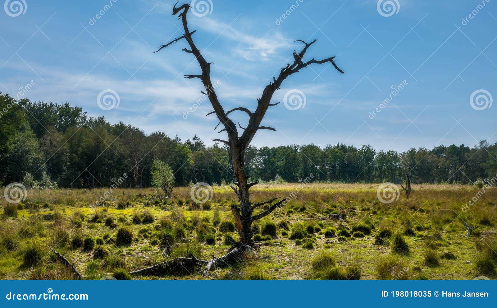 Dead old tree on the moor stock image. Image of outside - 198018035
