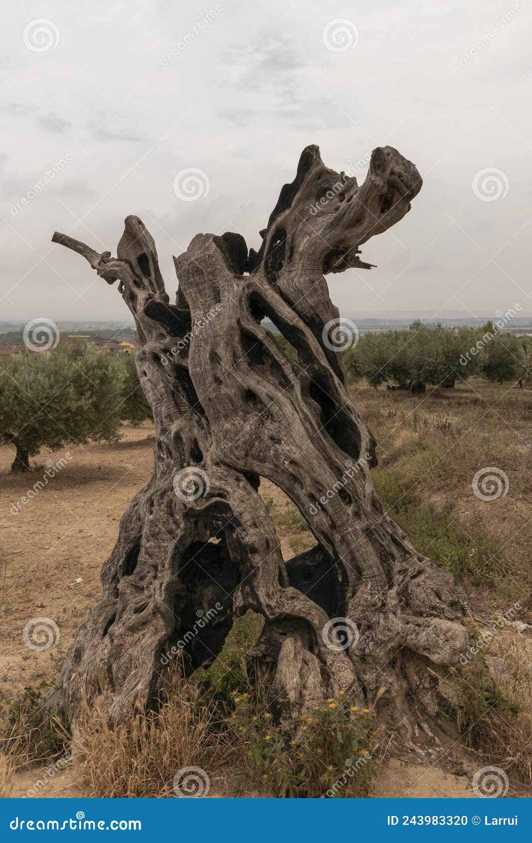 Dead Olive Tree on the Costa Brava Stock Photo - Image of shape, trees ...