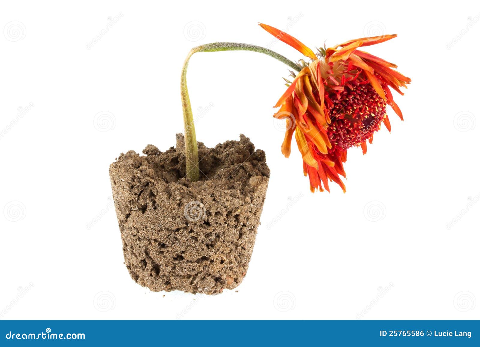 Dead Orange Gerbera Flower in Soil Stock Photo - Image of flower ...