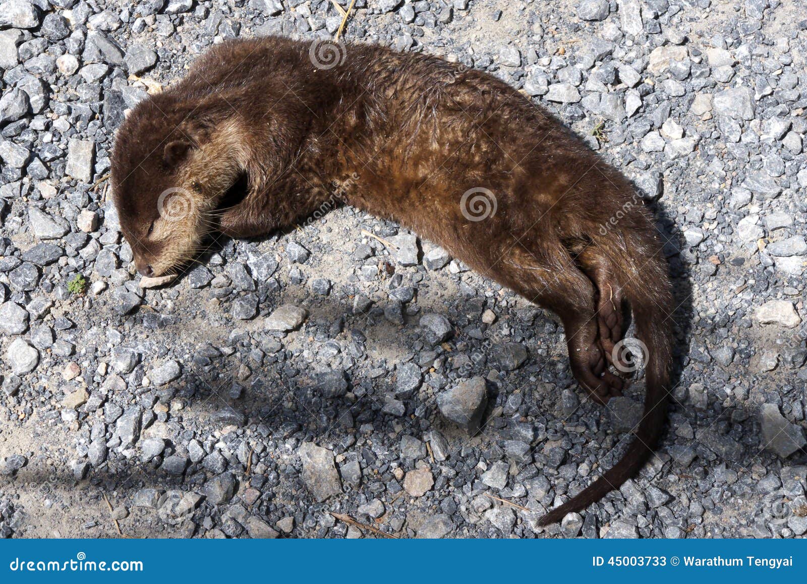 Dead otter stock image. Image of rock, wild, stone, forest - 45003733