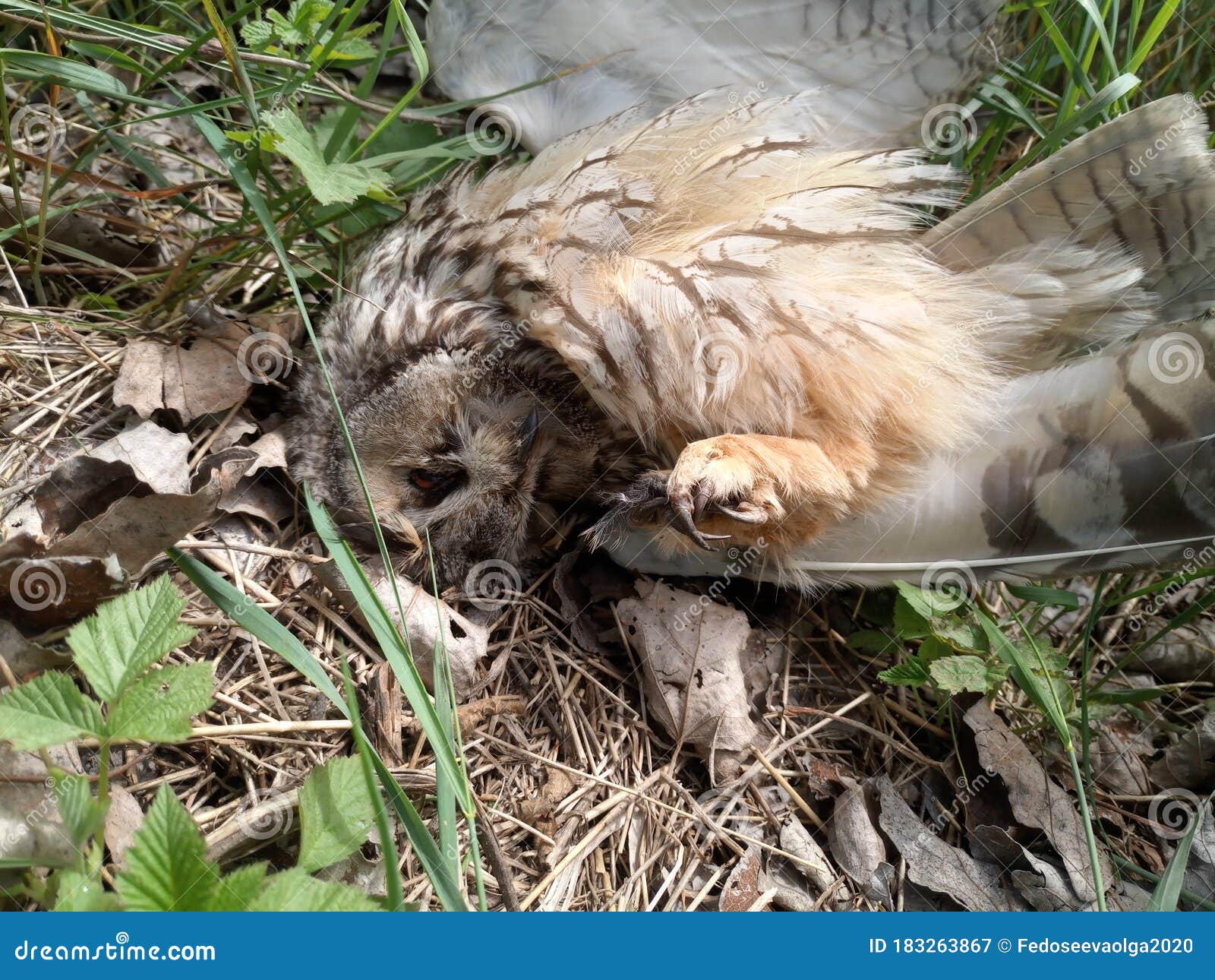 Dead Owl. Found a Dead Owl in Grass Stock Image - Image of hunter ...