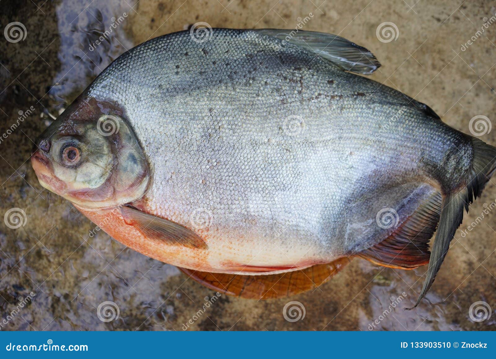A dead pacu fish stock photo. Image of sauce, close - 133903510