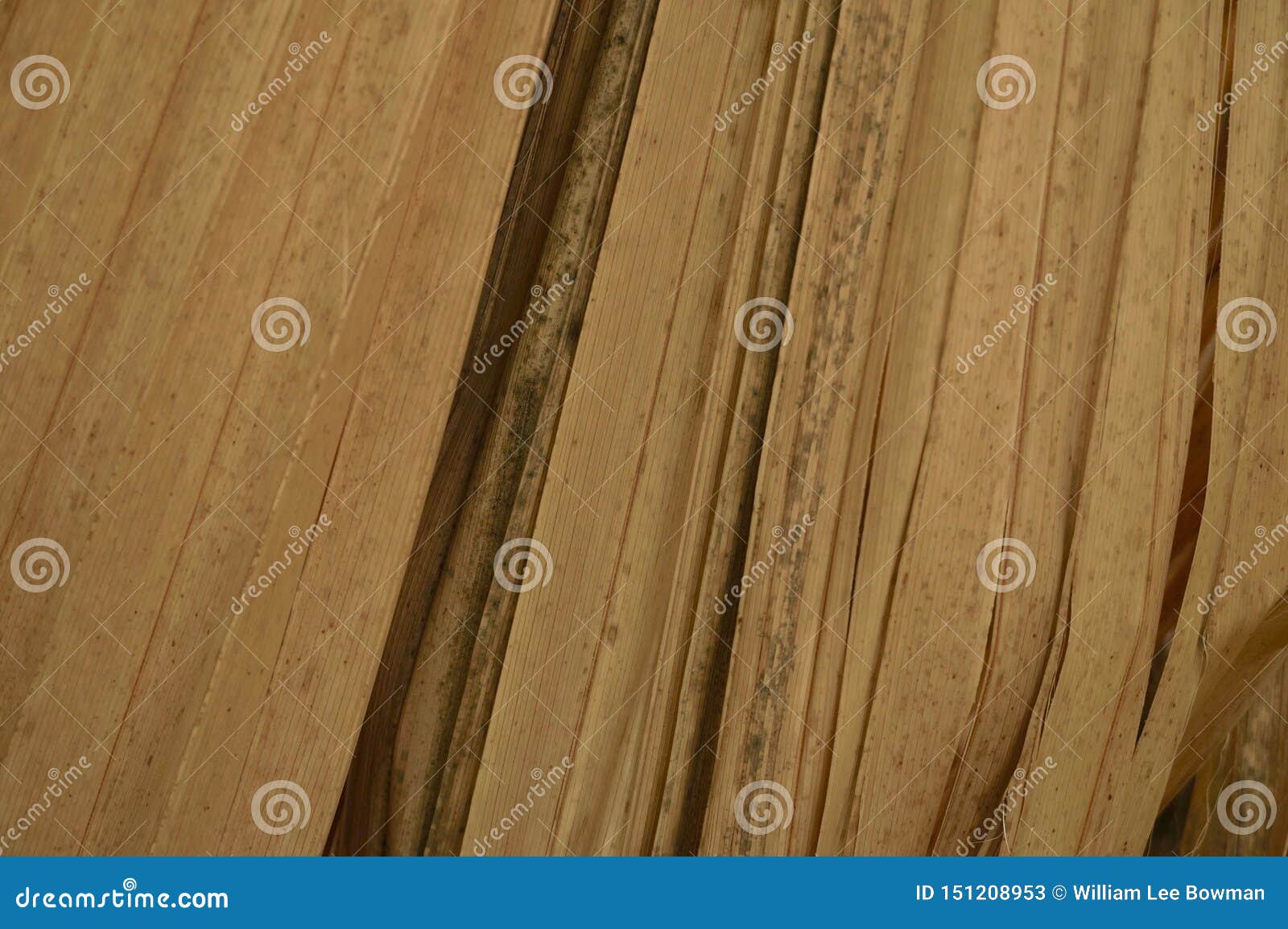 Dead Palm Fronds Forming a Background Stock Image - Image of patterns ...