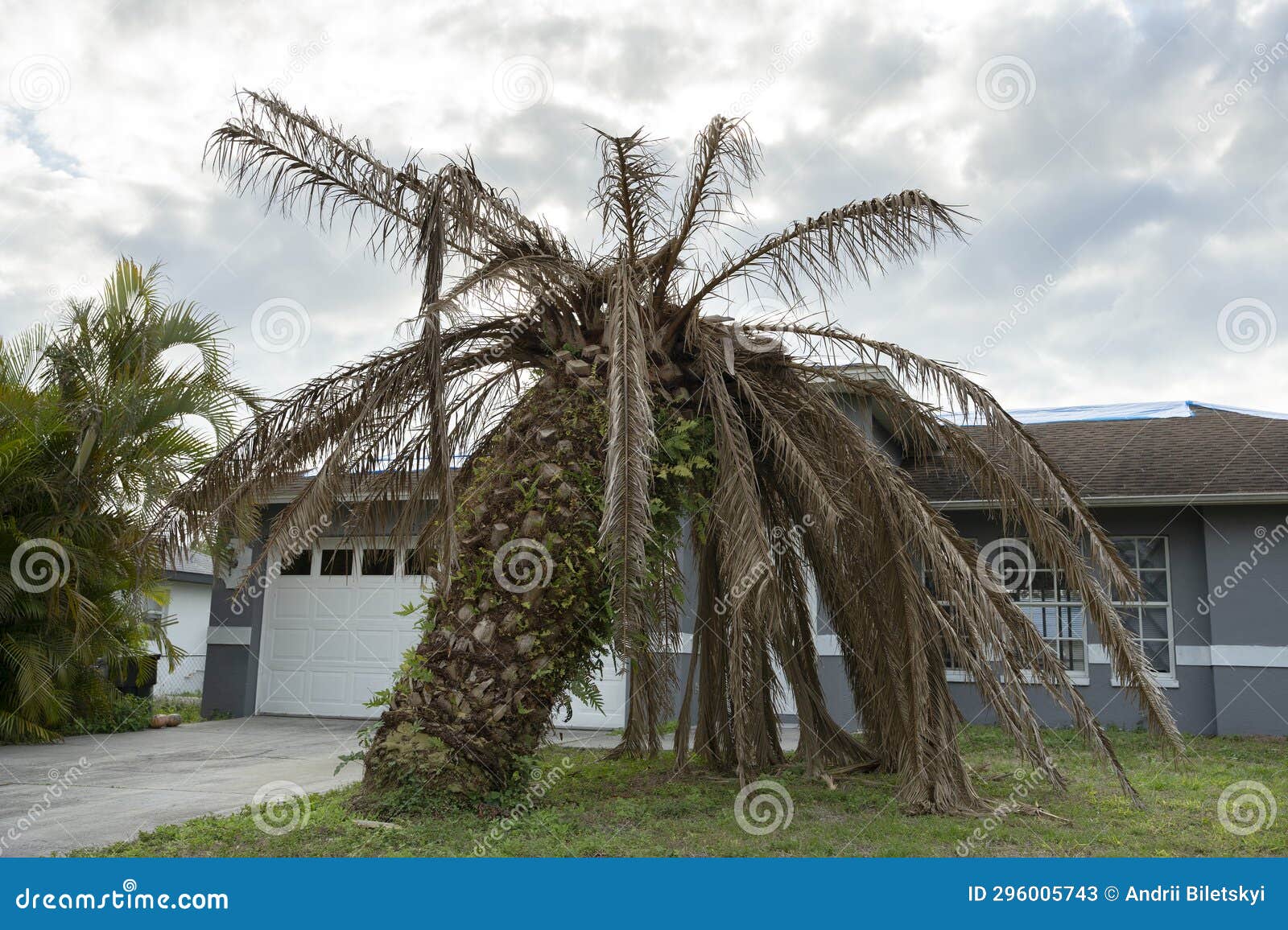 Dead Palm Tree with Dry Branches on Florida Home Backyard. Tree Removal ...