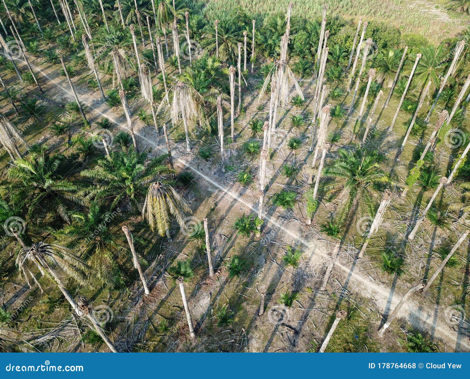 Dead palm tree in estate stock photo. Image of palm - 178764668