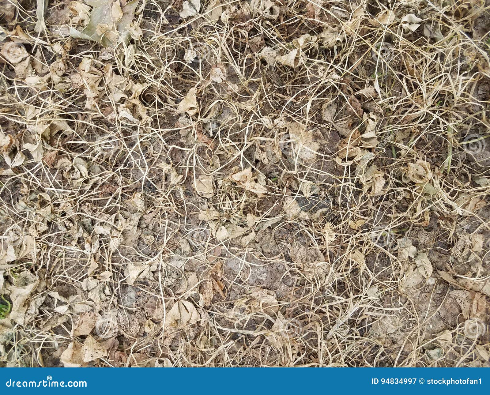 Dead patch of clover stock image. Image of patch, nature - 94834997