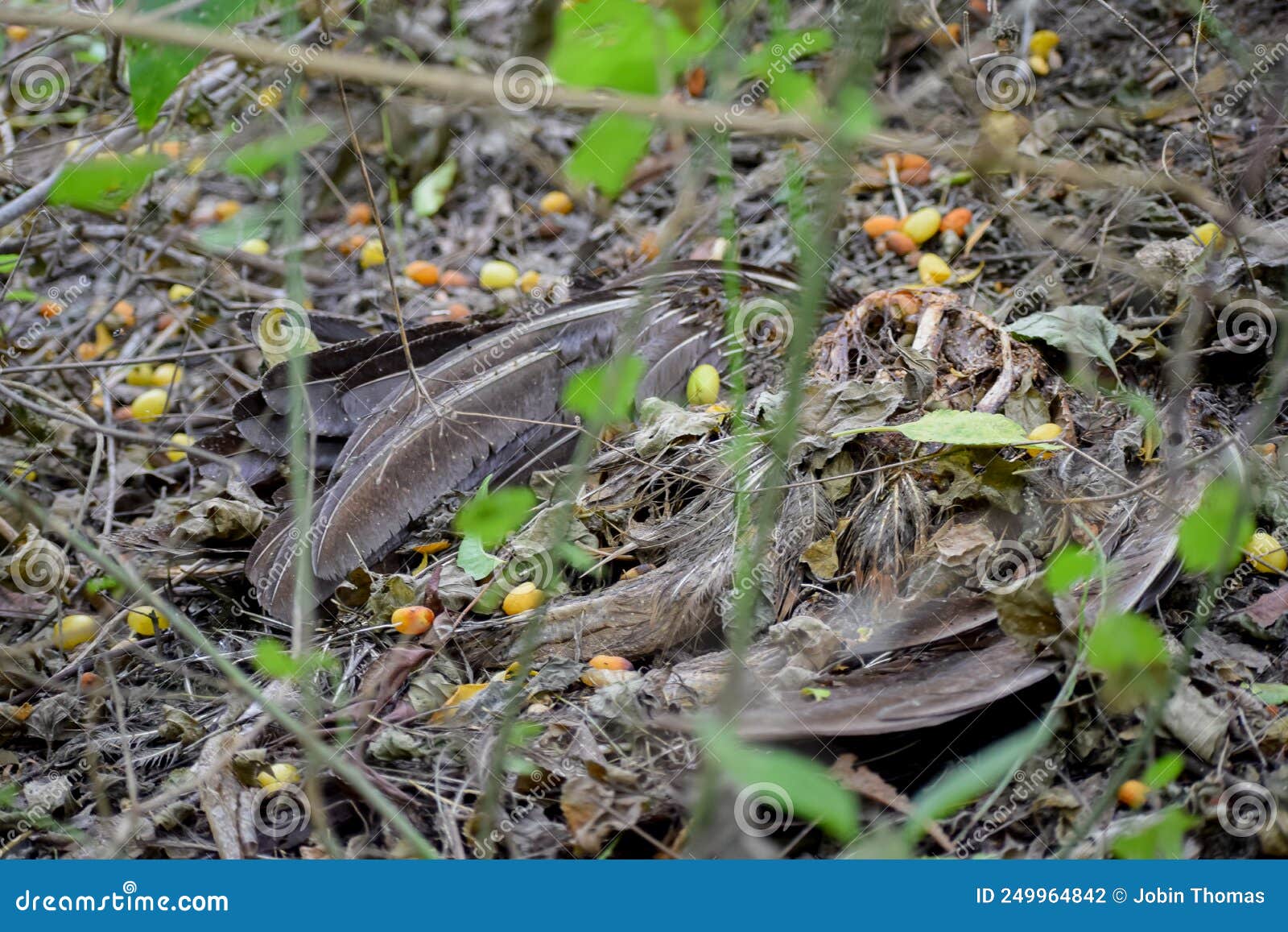 A dead peacock stock photo. Image of body, crime, feathers - 249964842