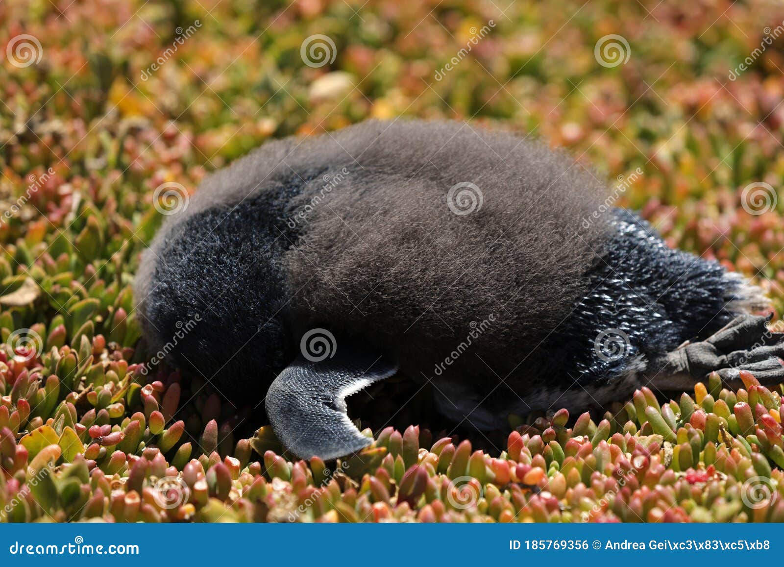 Dead penguin in Australia stock photo. Image of feather - 185769356