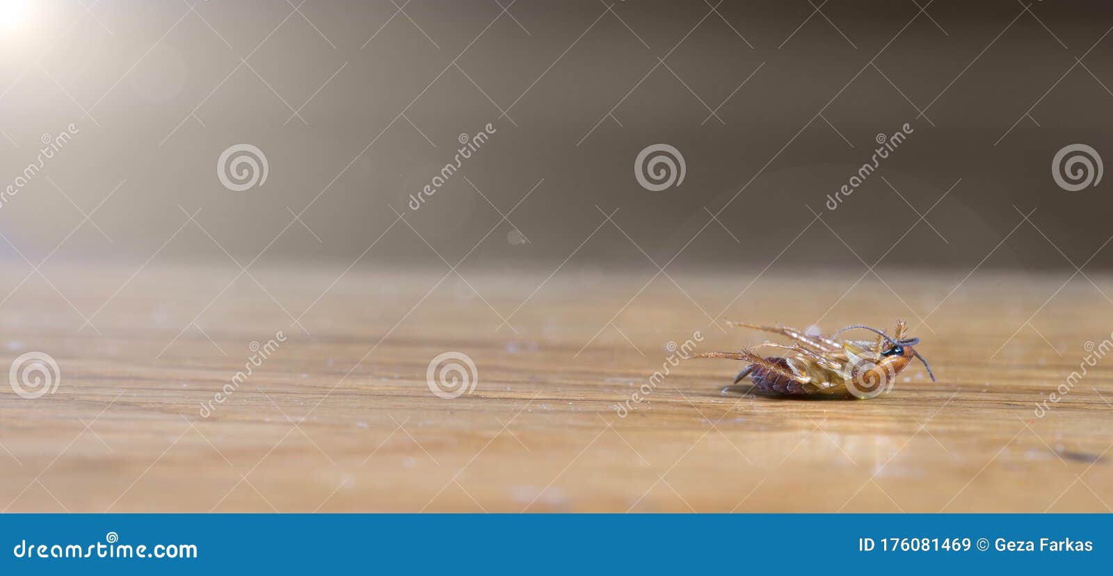 Dead Pest, Cockroach on the Floor Stock Image - Image of floor, close ...