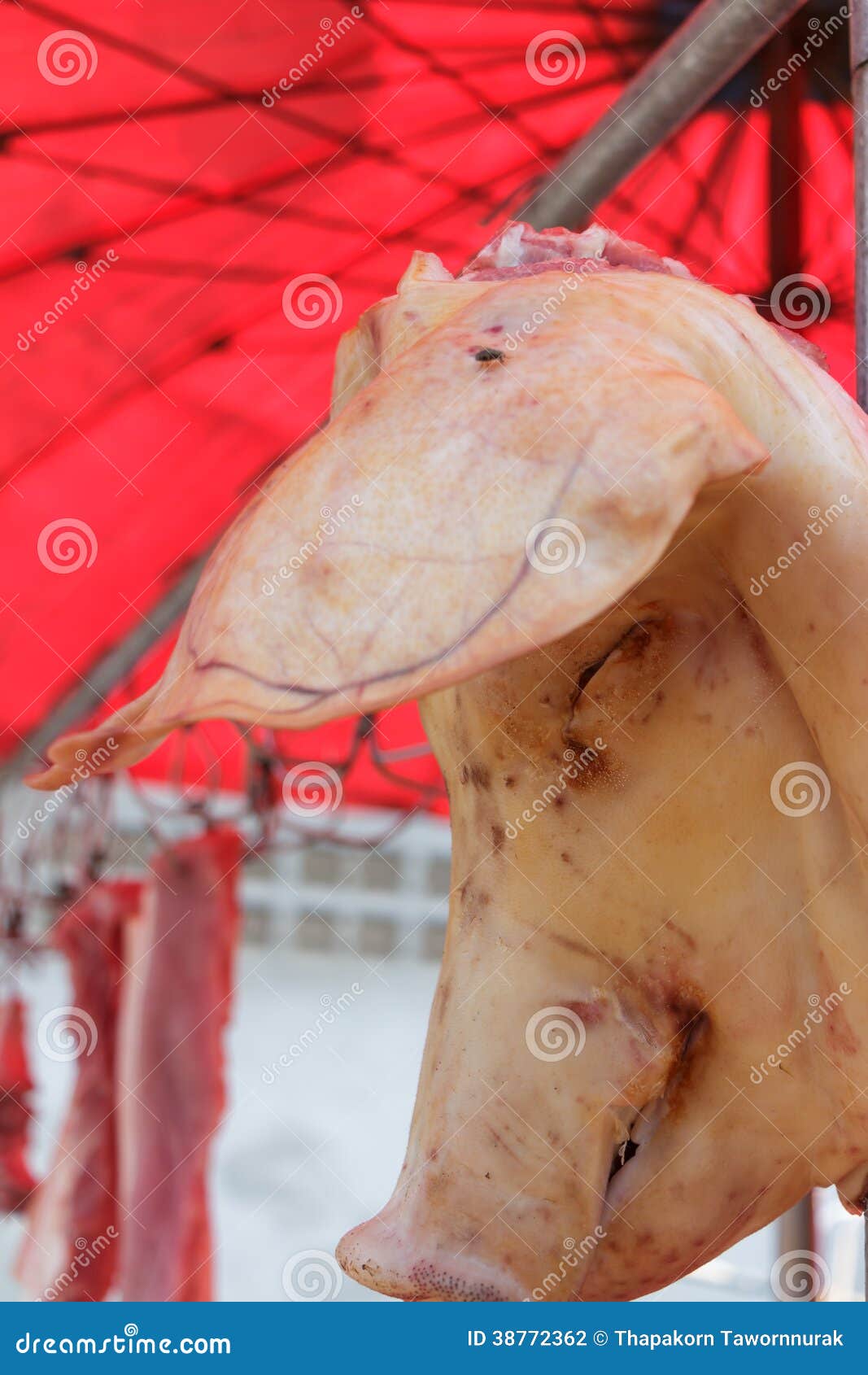 Dead pig stock photo. Image of processed, headoff, shocking - 38772362