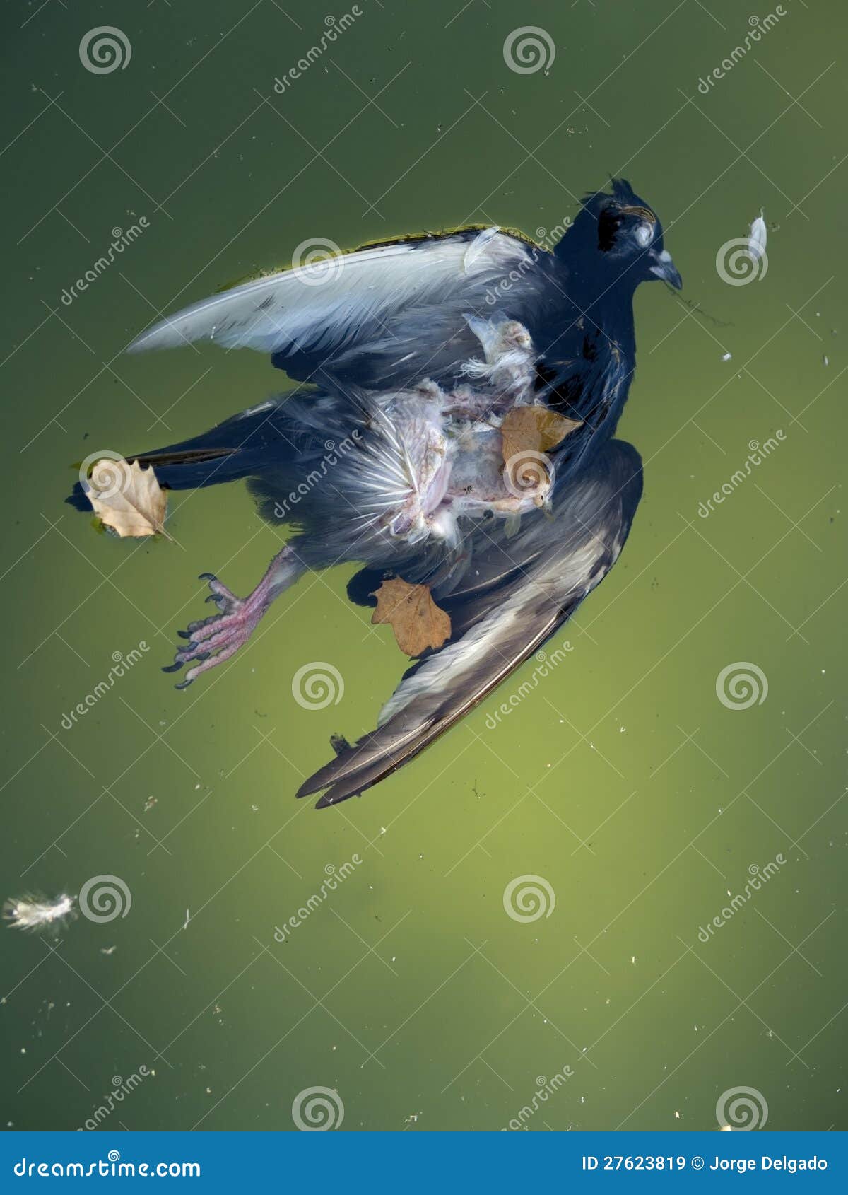 Dead pigeon stock image. Image of gore, bird, floating - 27623819
