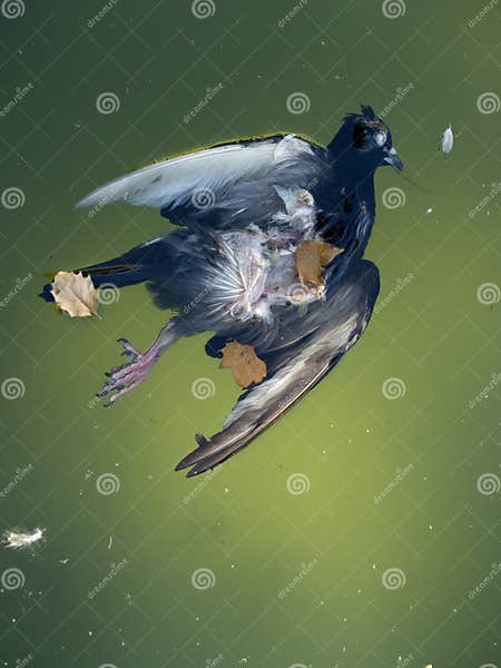 Dead pigeon stock image. Image of gore, bird, floating - 27623819