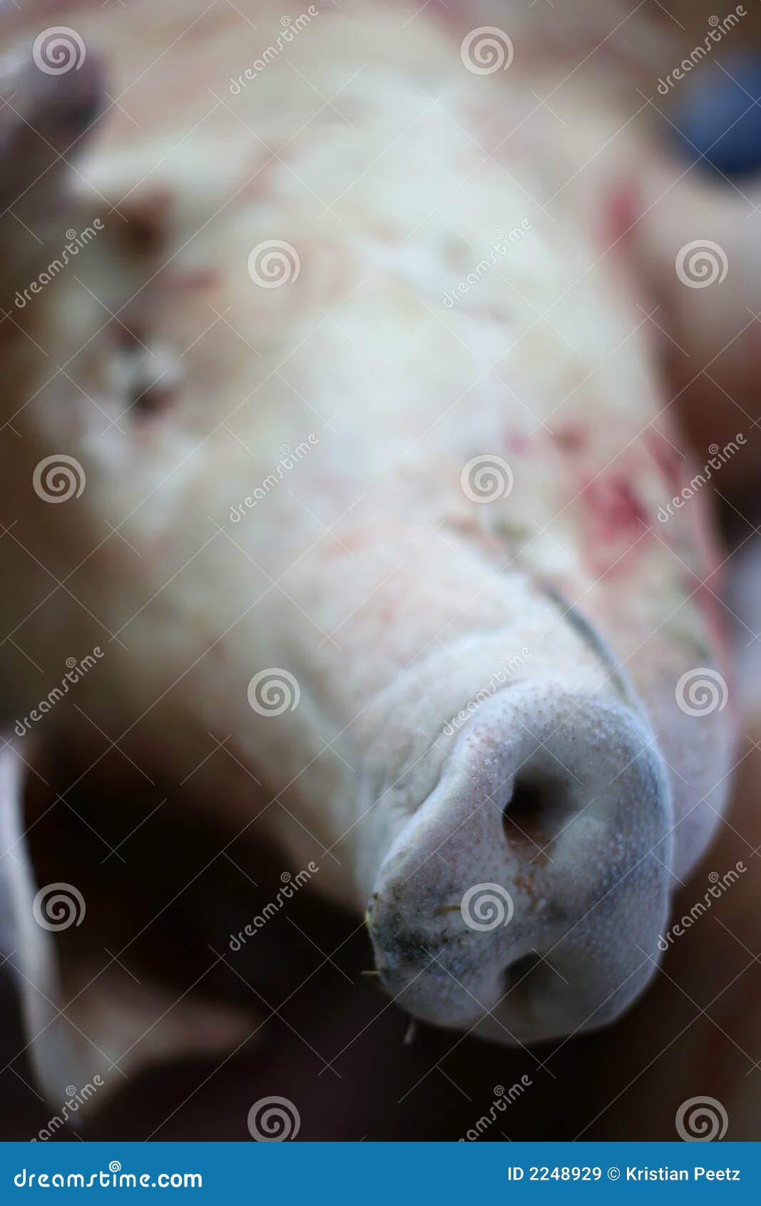 A Dead Pigs Nose Royalty-Free Stock Photo | CartoonDealer.com #2248929