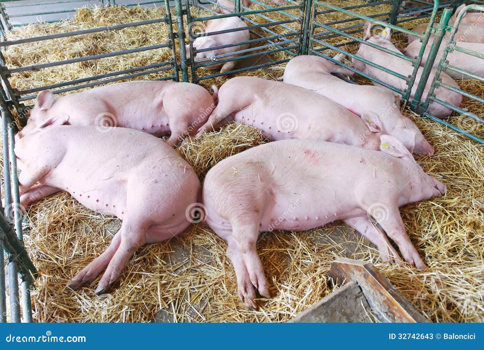Dead pigs stock image. Image of problem, influenza, virus - 32742643