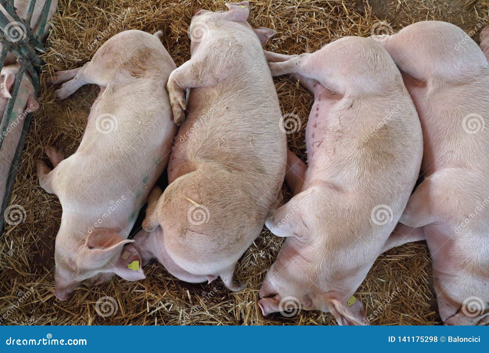 Dead Pigs Problem stock photo. Image of problems, pink - 141175298