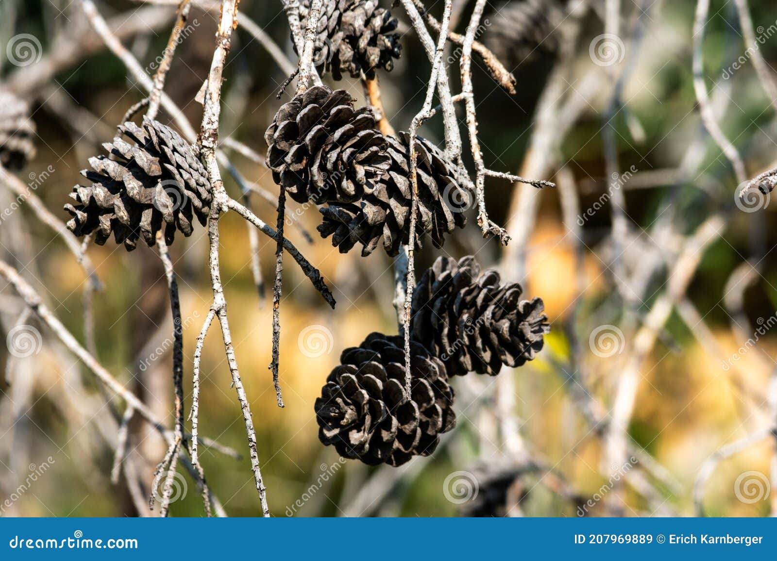 Dead Pine Cone on Bare Branches Stock Image - Image of growth, dead ...