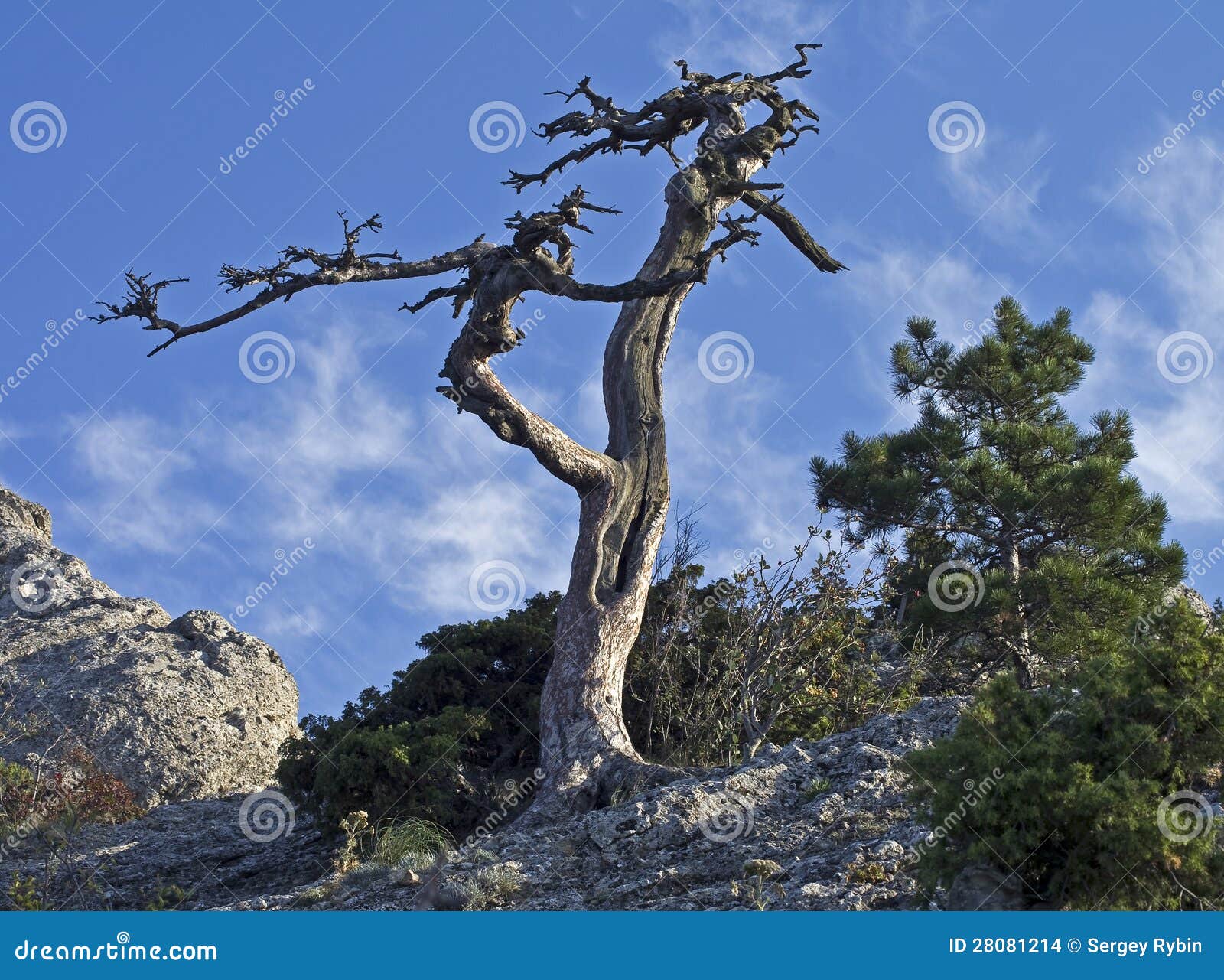 Dead pine tree on a cliff. stock photo. Image of crimea - 28081214